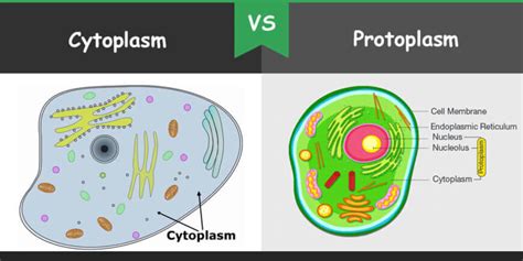 Difference Between Cytoplasm And Protoplasm Bio Differences