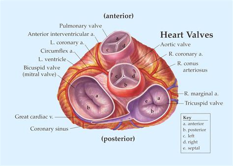 Biology Definition Heart Valves At Adrienne Maldonado Blog
