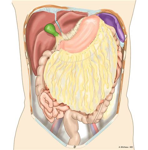Liver Anatomy Ligaments