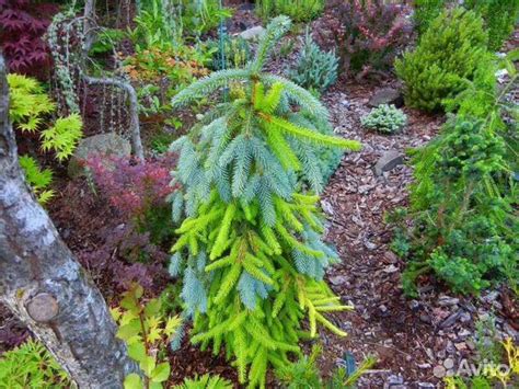 Редкие хвойные коллекционные растения купить в Воронеже Товары для дома и дачи Авито