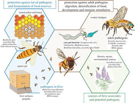 Life Cycle Of Honey Bee Ppt