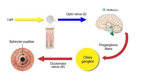Pupillary Reflex Diagram