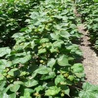 NN Object Detection Dataset By PP