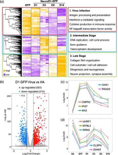 Transcriptomic Analyses Of Neurod1‐mediated Astrocyte‐to‐neuron Conversion Pmc