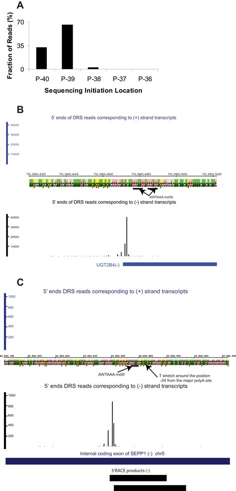 Comprehensive Polyadenylation Site Maps In Yeast And Human Reveal Pervasive Alternative