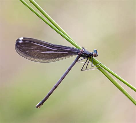 Ebony Jewelwing Damselflies Mike Powell