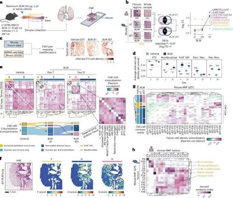 Nature Genetics 揭示肺纤维化新视界：从小鼠到人的空间转录组学描绘特发性肺纤维化（ipf）病理机制 新视界 细胞 小鼠 新浪新闻