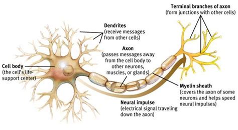 What Is Functions Of Dendrites