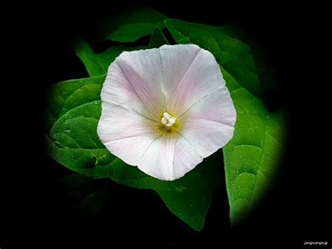 식물 애기메꽃 Ivy Morning Glory 네이버 블로그