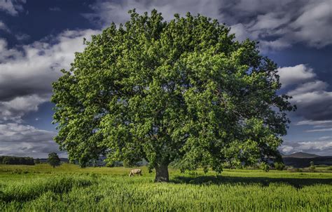 Красивые обои поле дерево на телефон · бесплатная фотография от Photomonstr картинки и обои