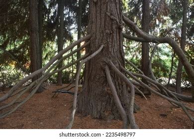 Cedar Tree Trunk External Root System Stock Photo 2235498797 Shutterstock