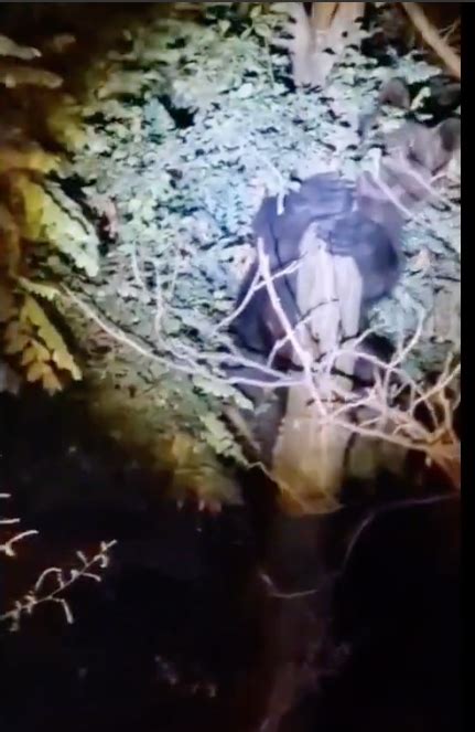 Update Video Imagini Unice Ursul Cățărat în Copac în Cartierul Sud Al Focșaniului Marți 10