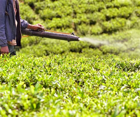 Ddt Banned The How And Why James River Pest Solutions