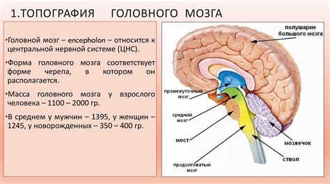 Головной мозг строение и функции Часть №1 презентация онлайн
