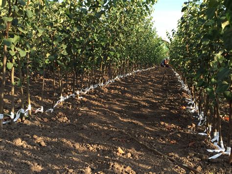 Овощен Разсадник с Стефаново общ Добрич