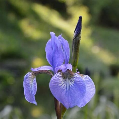 Iris Setosa Aquiflor Jardinerie Aquatique