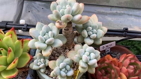 후레뉴가 잎장이 짧아지고 통통하게 사이즈가 커졌어요 너무 이뻐지네요 레드샴페인도 물들고 파피스로즈는 색감이 화려하네요~~~~~💕 Youtube