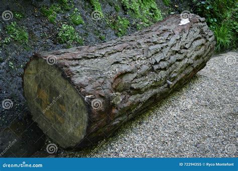 Huge Wooden Log Stock Image Image Of Huge National 72294355
