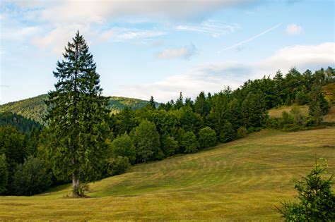 녹색 초원 세르비아에 타 라 산의 높은 사면에 침 엽 수림 숲 옆에 큰 전나무 트리 고독 부정적인 감정 표현에 대한 스톡 사진 및 기타 이미지 고독 부정적인 감정 표현