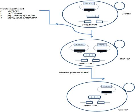Schematic Representation Of Genetic Complementation Assay In Yeast The Download Scientific
