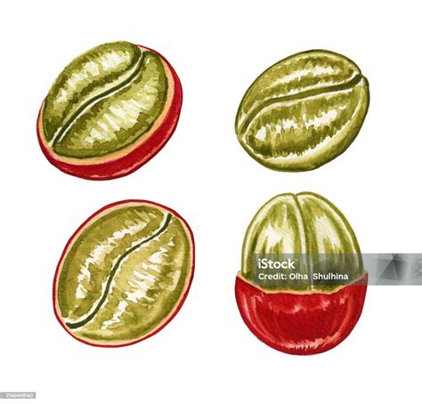 녹색 커피 콩 껍질 수채화 그림 열린 잘 익은 커피 콩의 이미지 세트입니다 식물의 생과일의 수확 및 추출 단계 Robusta Coffee Crop에 대한 스톡 벡터 아트