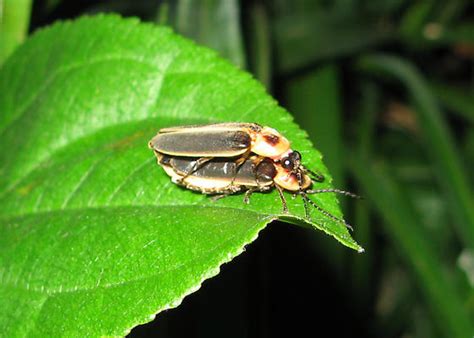Lightning Bugs Mating Photinus BugGuide Net