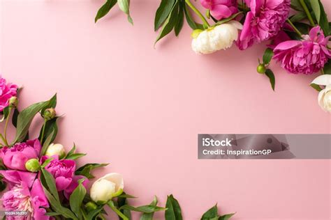 부드러운 모란 개념입니다 밝은 분홍색과 흰색 모란 꽃과 새싹이 있는 빈 공간의 평면도 사진 복사 공간이 있는 격리된 파스텔 핑크 배경 0명에 대한 스톡 사진 및 기타 이미지