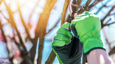 What Should You Know About Safety When Tree Trimming