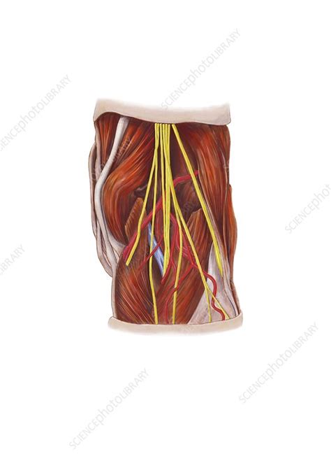 Knee Nerve Plexus Artwork Stock Image C016 6807 Science Photo Library