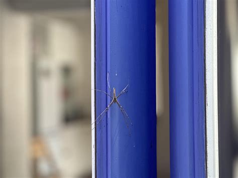 Id Request Sydney Australia Rspiders