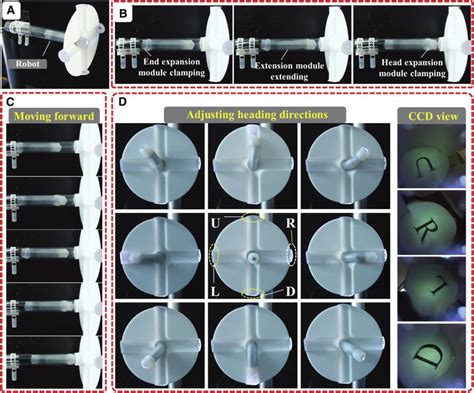 Soft Robot Passing From The Straight Pipe To A Multibranch Tube A Download Scientific