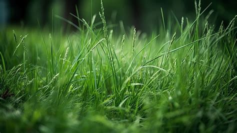 잔디 식물 지구 녹색 풀밭 잔디밭 자연 배경 일러스트 및 사진 무료 다운로드 Pngtree
