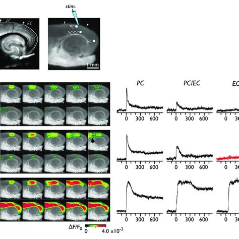 Spread Of Neural Activity Upon Single Stimulation Of Perirhinal