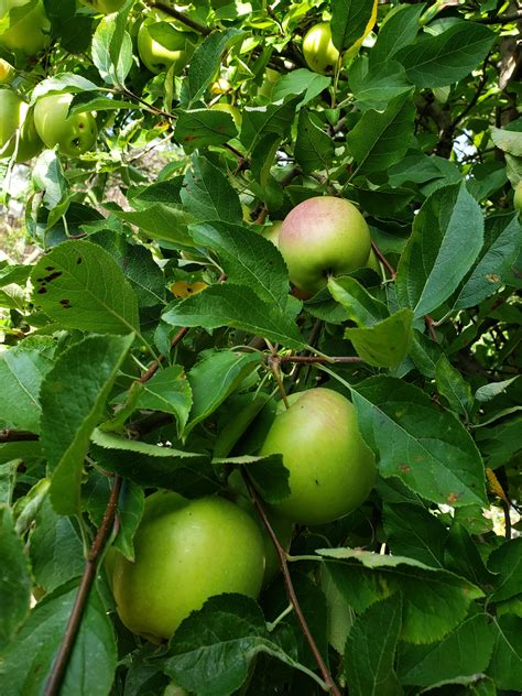 Help Identifying Apple Tree Rappletrees