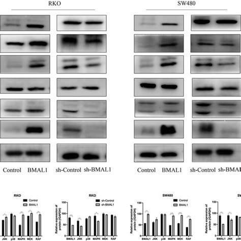 Bmal1 Modulates The C‐myc Expression Through Erk‐ And Jnk‐dependent Download Scientific Diagram
