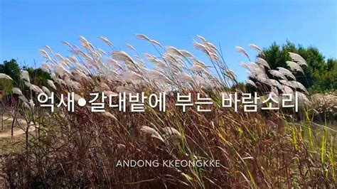 억새 갈대밭에 부는 바람소리 ASMR YouTube