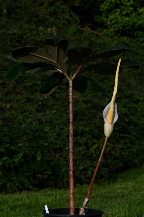 Amorphophallus Atroviridis Ramorphophallus