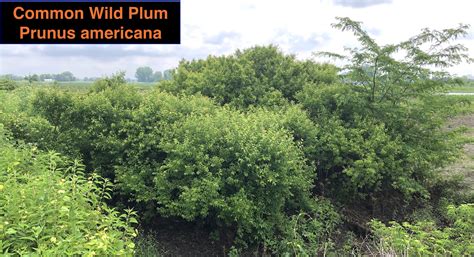 The Myth Of The Thicket Less Prairie — Indigenous Landscapes