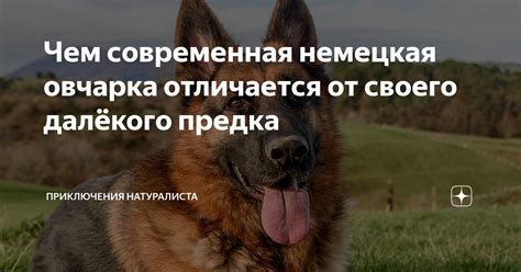 Чем современная немецкая овчарка отличается от своего далёкого предка Приключения натуралиста