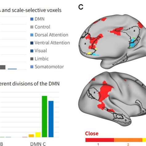 Social Scale Selectivity Of Different Cortical Networks A Overlap Download Scientific