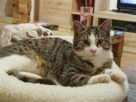 Kater Jimmy Wird Vermisst Perg