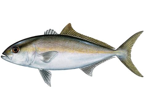 An Anglers Guide To Amberjack