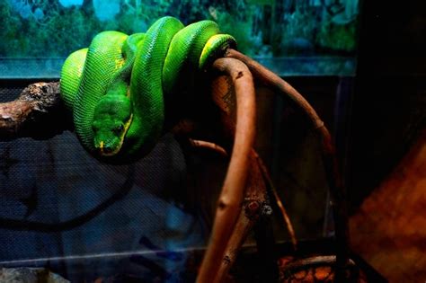 Premium Photo Python On Branch
