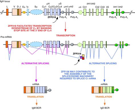 The Enigmatic Function Of Igd Some Answers At Last Gutzeit 2018