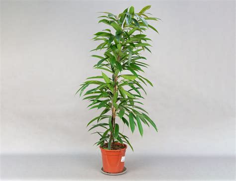 Два Ботаника - Комнатное растение Фикус Амстел Кинг 100 см, арт. 8349254