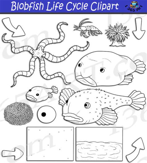 Blobfish Life Cycle Clipart Set Download Clipart 4 School Blobfish Life Cycle Clipart Set Download Clipart 4 School