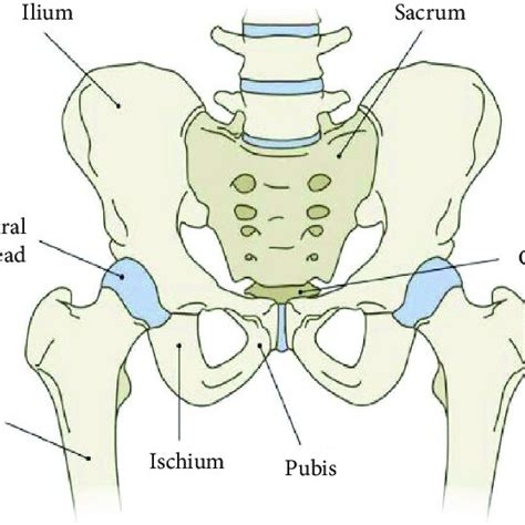 Normal Pelvis X Ray Download Scientific Diagram
