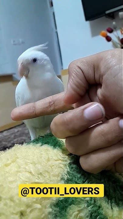 عروس هلندی نژاد آلبینو پرنده طوطی ملنگو خنده عروسهلندی کاکادو