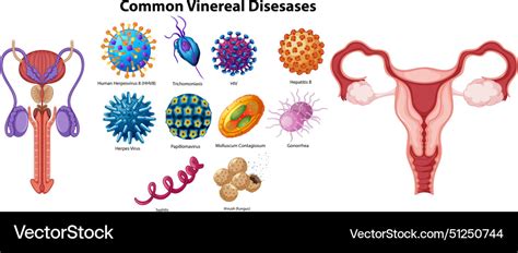 Detailed Graphics Of Various Std Pathogens Vector Image