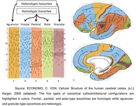 4 Isocortical Laminar Architecture Types Download Scientific Diagram